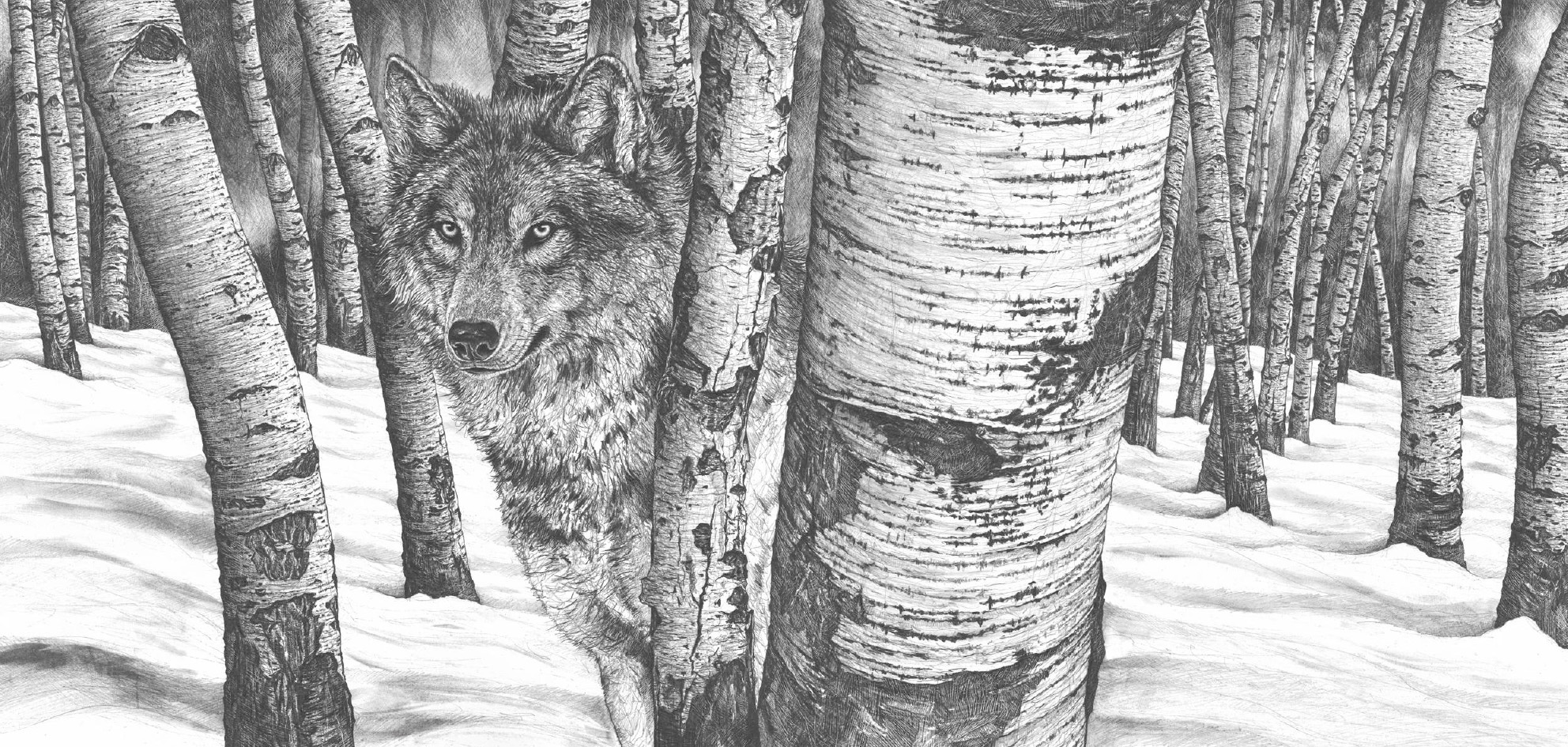 Il disegno e la natura, mostra di Marcus Parisini | Alpidoc